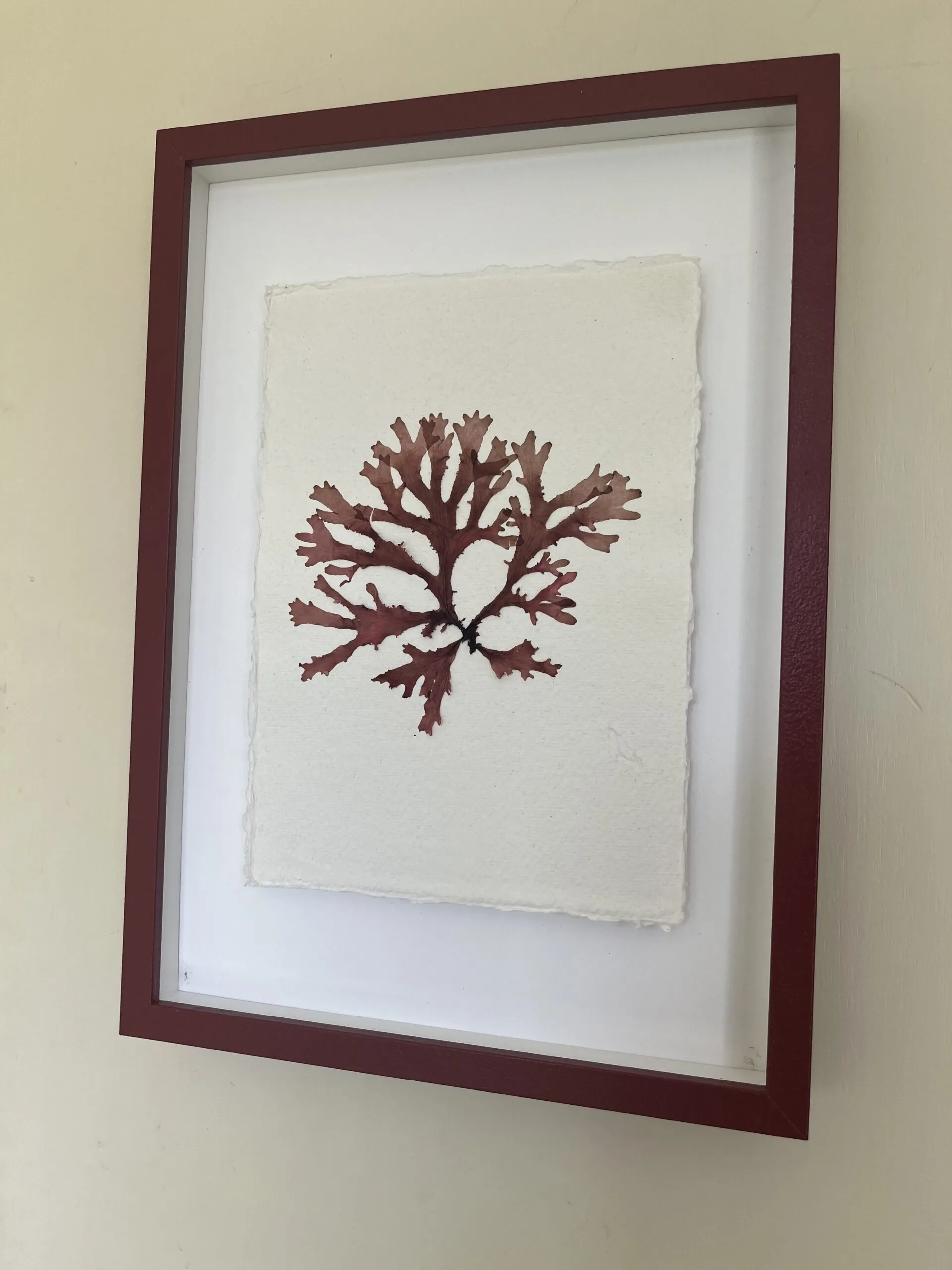 Pressed Seaweed – Fan Weed 1/1 | The Chuffed Store