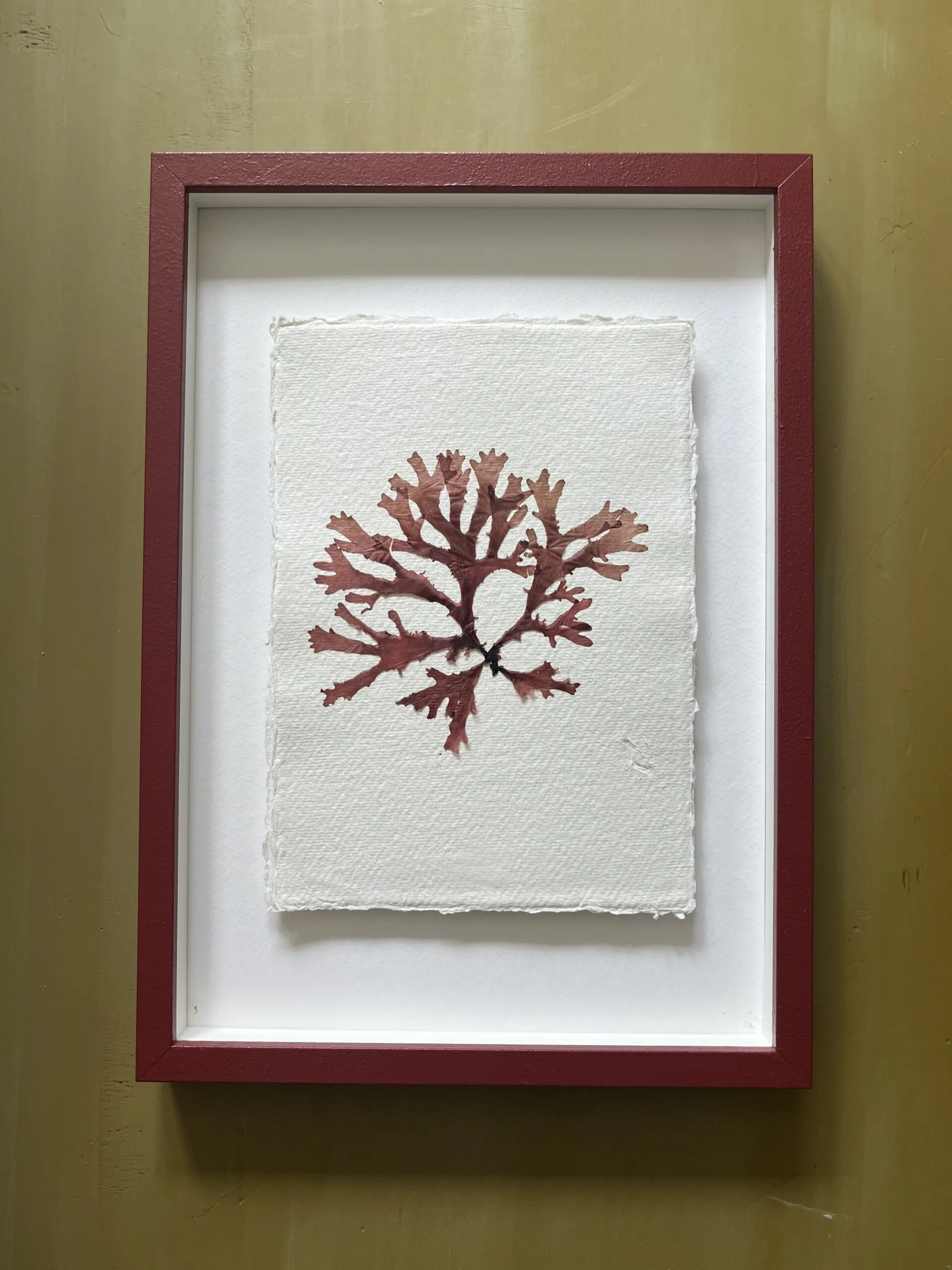 Pressed Seaweed – Fan Weed 1/1 | The Chuffed Store